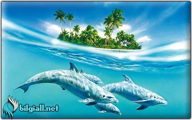 Yunus Balığı Hakkında Bilinmeyenler