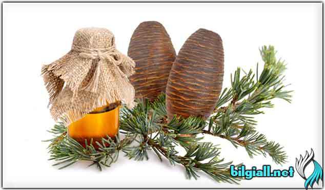 Sedir Ağacı Nedir? Özellikleri Nelerdir?