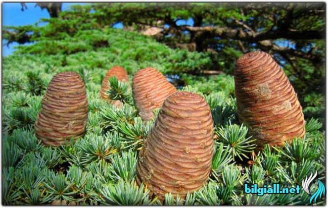 Sedir Ağacı Nedir? Özellikleri Nelerdir?