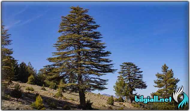 Sedir Ağacı Nedir? Özellikleri Nelerdir?