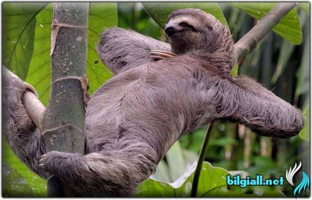 Tembel Hayvan Hakkında Bilinmeyenler