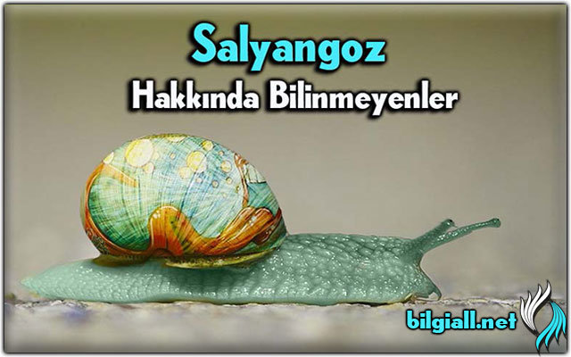 Salyangoz Hakkında Bilinmeyenler