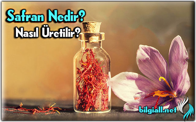 Safran Nedir? Nasıl Üretilir? Faydaları Nelerdir?